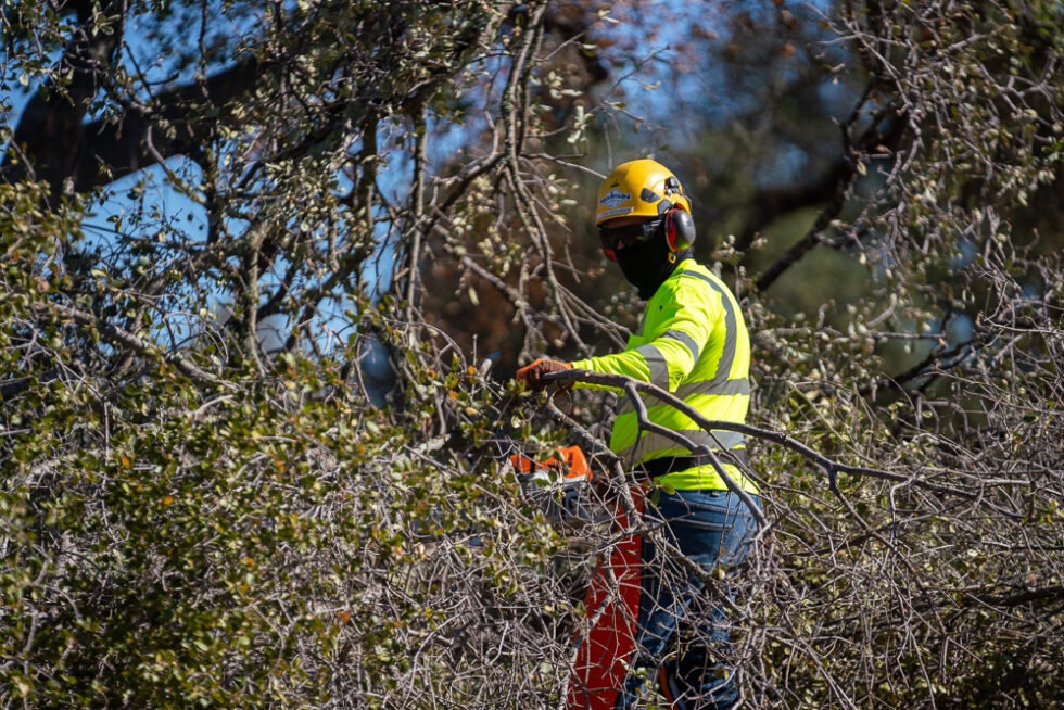 Forestry Services | Mountain F Enterprises
